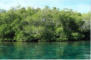 Talabong Mangrove Park - Real Breeze Travel & Tours